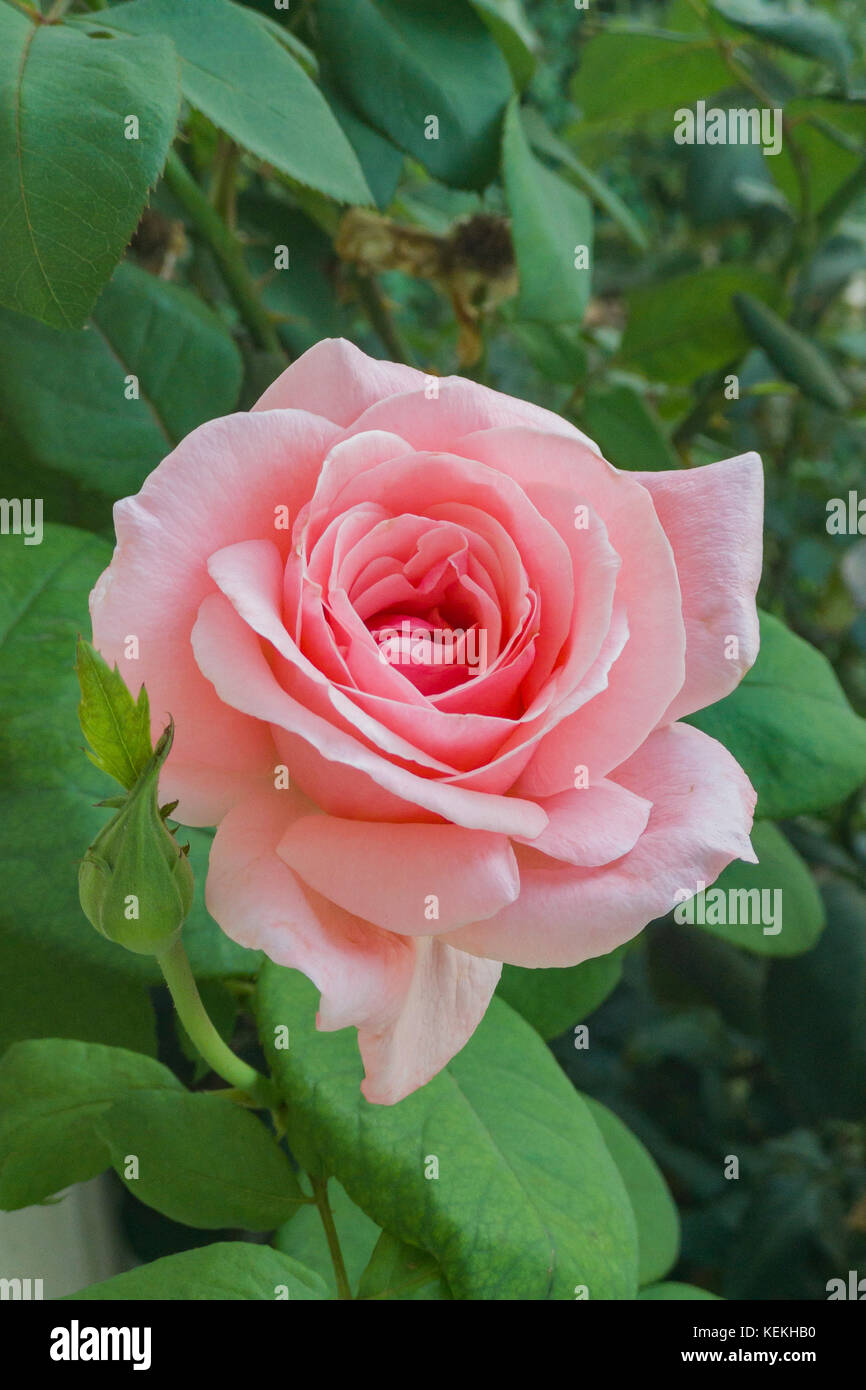 Close up shot of a rose flower at home garden Stock Photo - Alamy