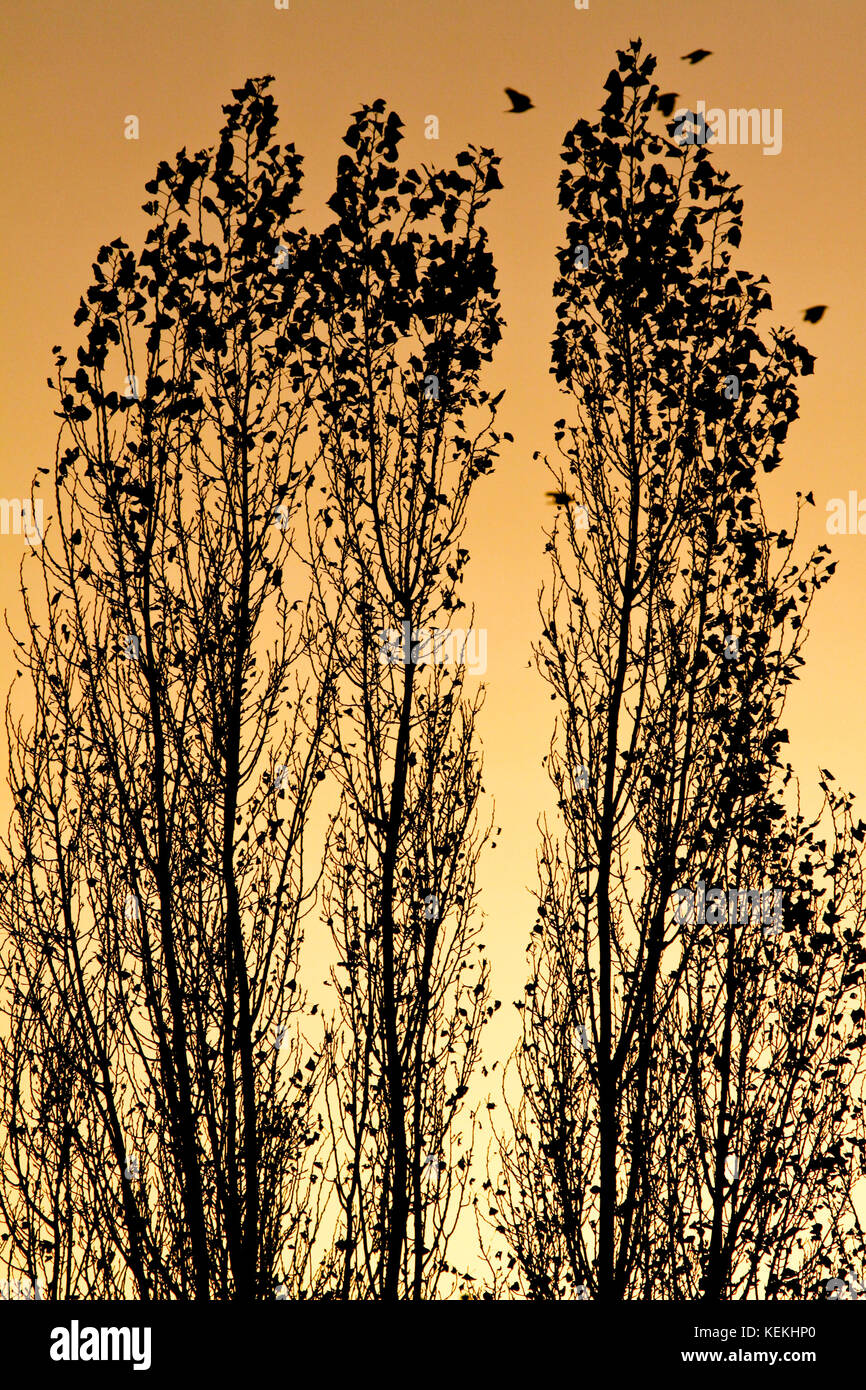 Contours of trees at sunset Stock Photo - Alamy