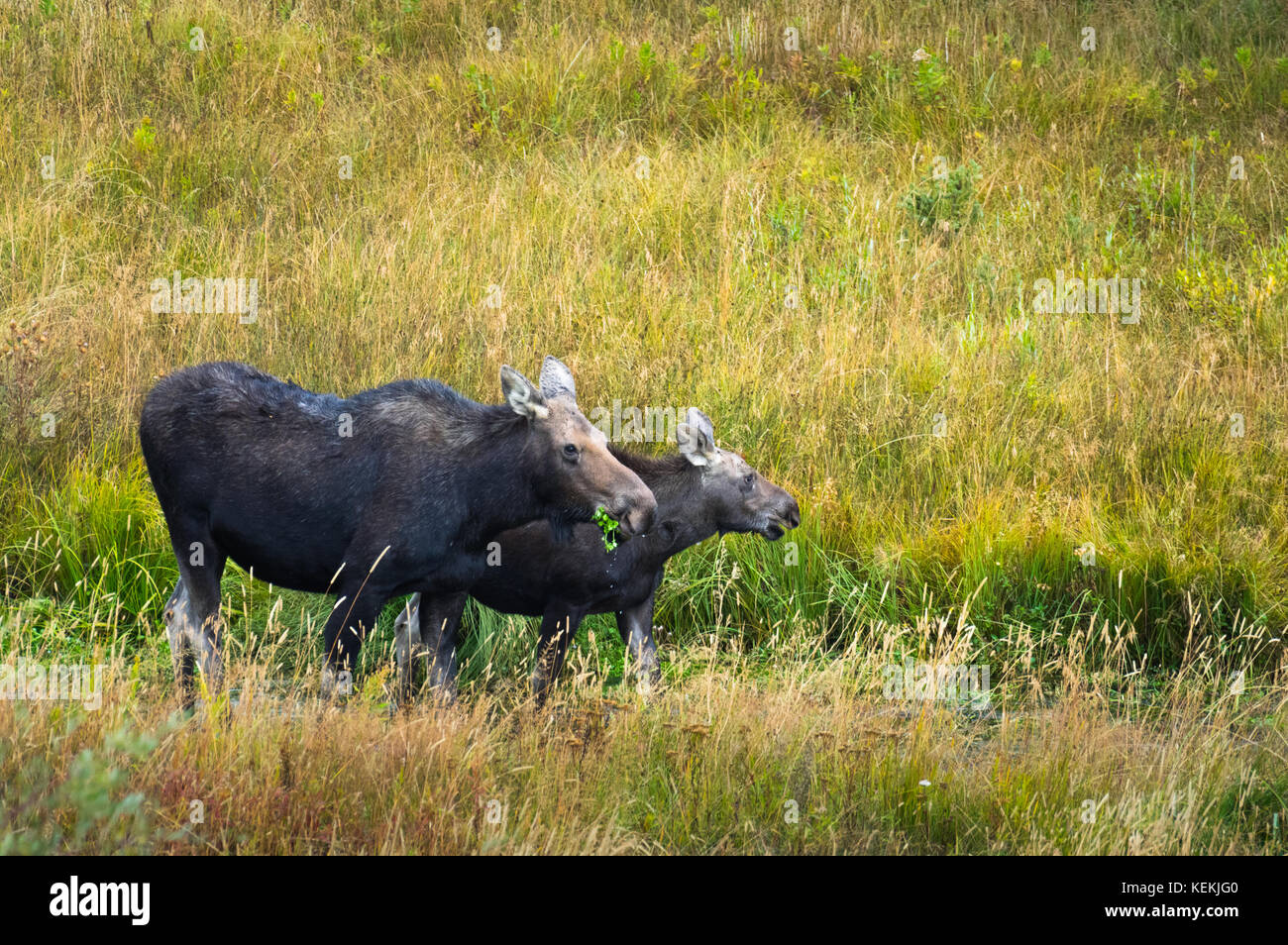 Female moose hi-res stock photography and images - Alamy