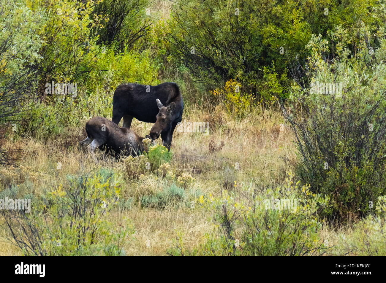 Female moose hi-res stock photography and images - Alamy
