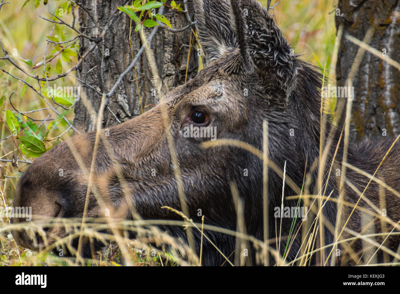 Profile of a moose calf hi-res stock photography and images - Alamy