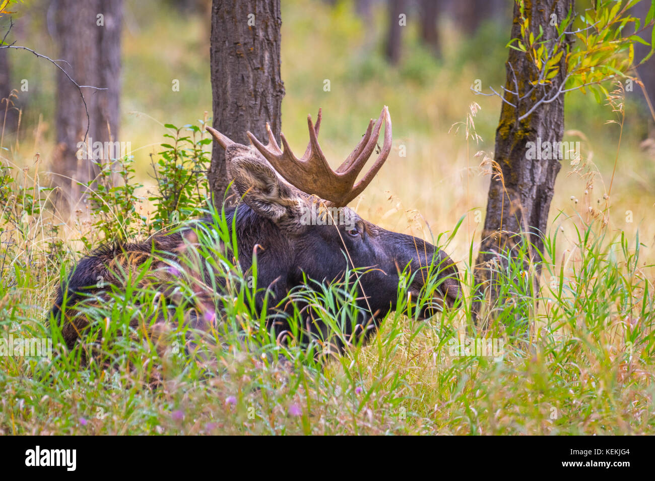Ground level shot of a large bull moose resting in Wyoming Stock Photo ...