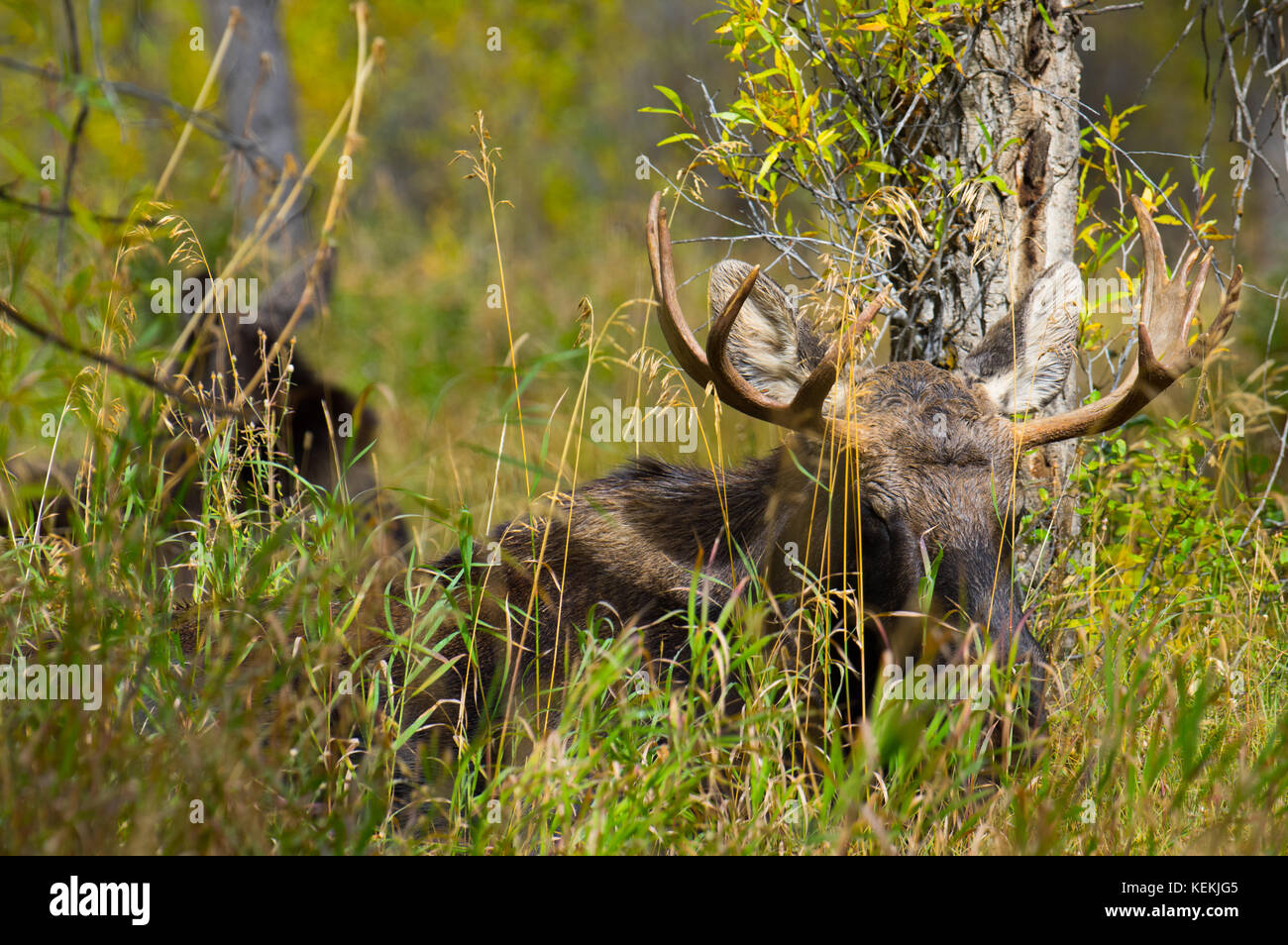 Moose lying down hi-res stock photography and images - Alamy