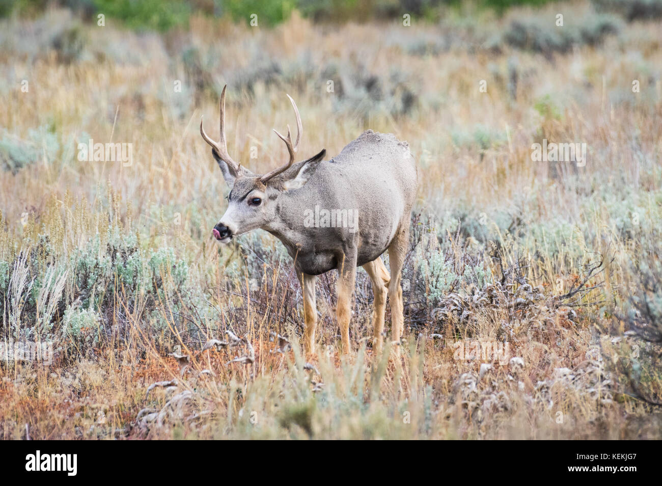 Profile view of a single antlered mule deer buck Stock Photo - Alamy