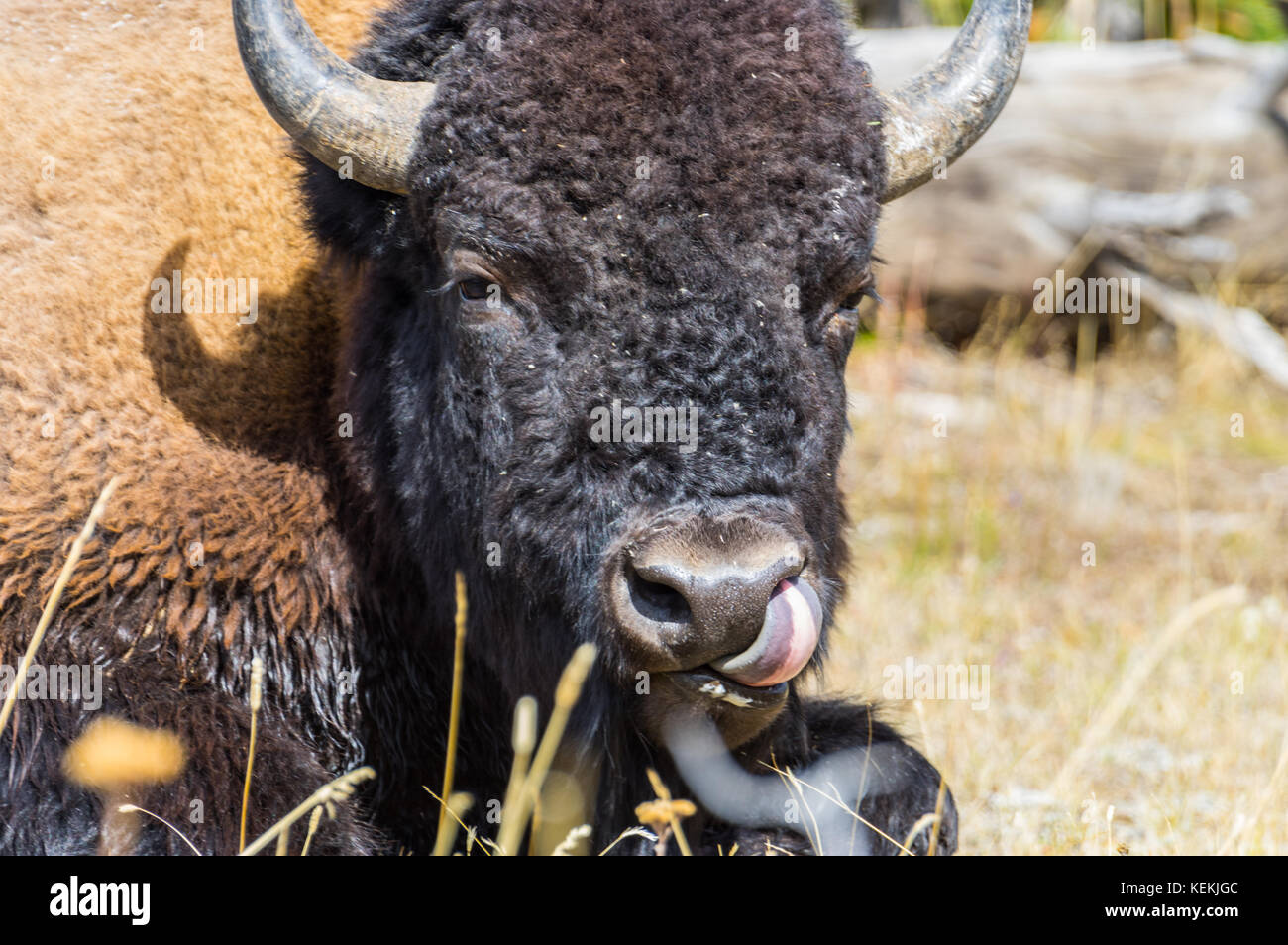 American wy hi-res stock photography and images - Alamy