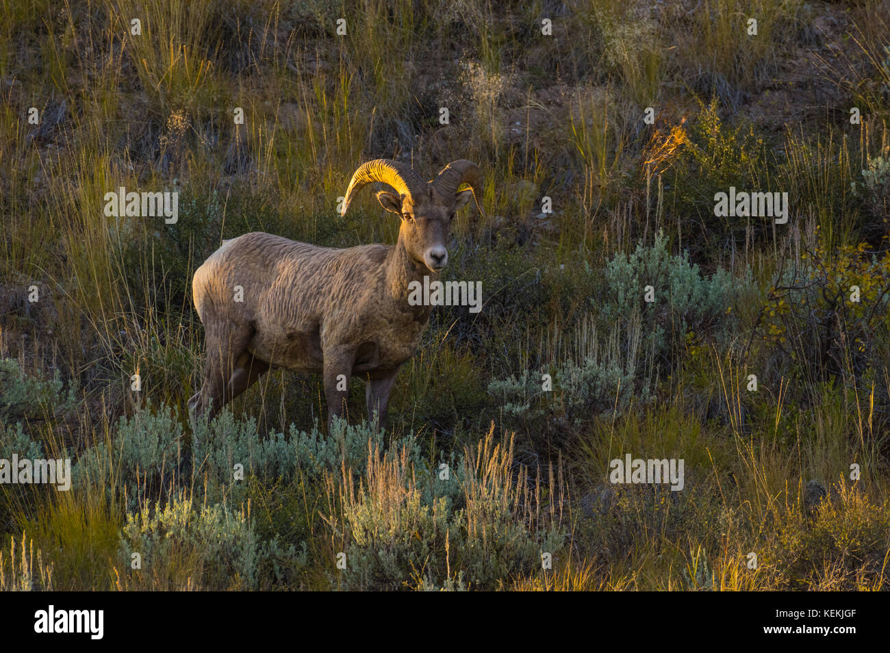 Big horn sheep side view hi-res stock photography and images - Alamy