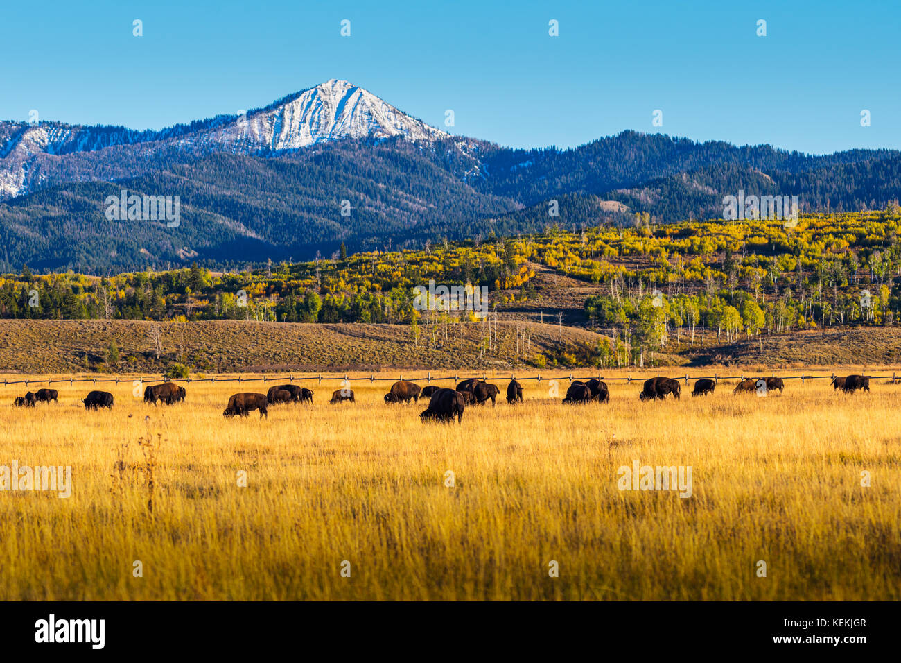Bison graze in a large open golden field in Wyoming under a small snow ...