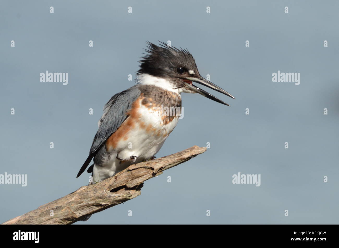 Kingfisher bird has tiny feet hi-res stock photography and images - Alamy