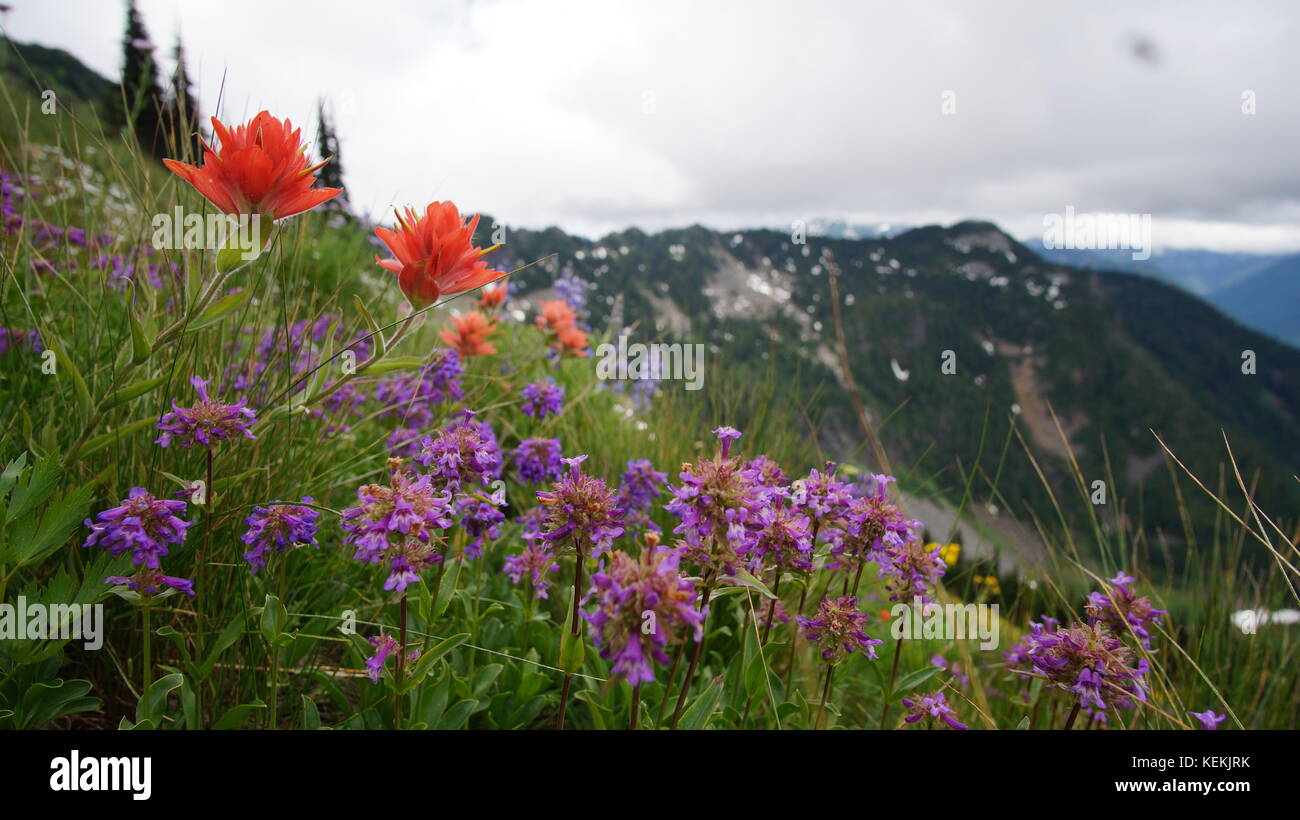 Exploring Washington State, the Great Pacific Northwest Stock Photo - Alamy