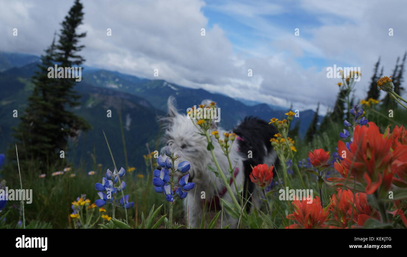 Exploring Washington State, the Great Pacific Northwest Stock Photo - Alamy