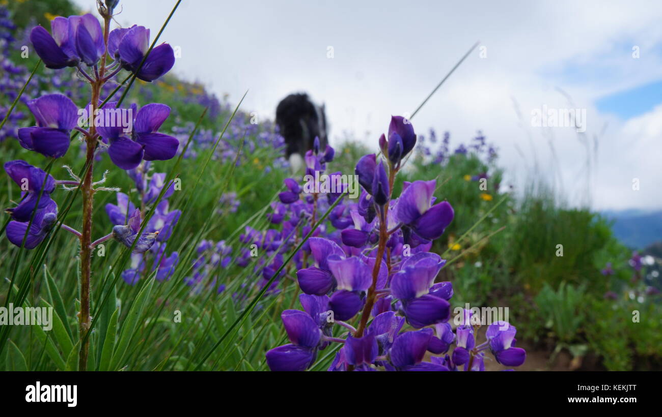 Exploring Washington State, the Great Pacific Northwest Stock Photo - Alamy
