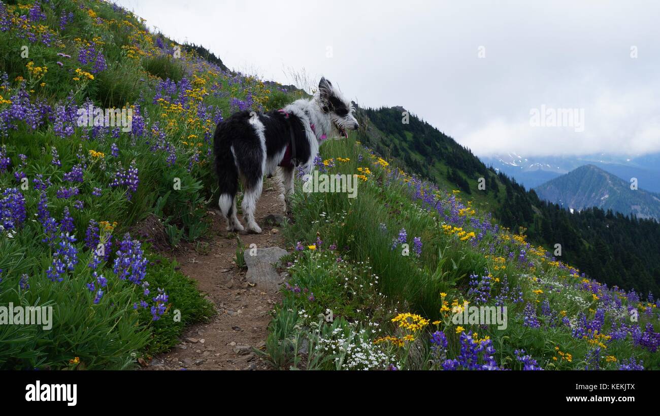 Exploring Washington State, the Great Pacific Northwest Stock Photo - Alamy