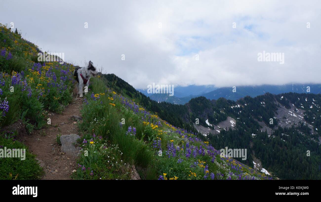 Exploring Washington State, the Great Pacific Northwest Stock Photo - Alamy