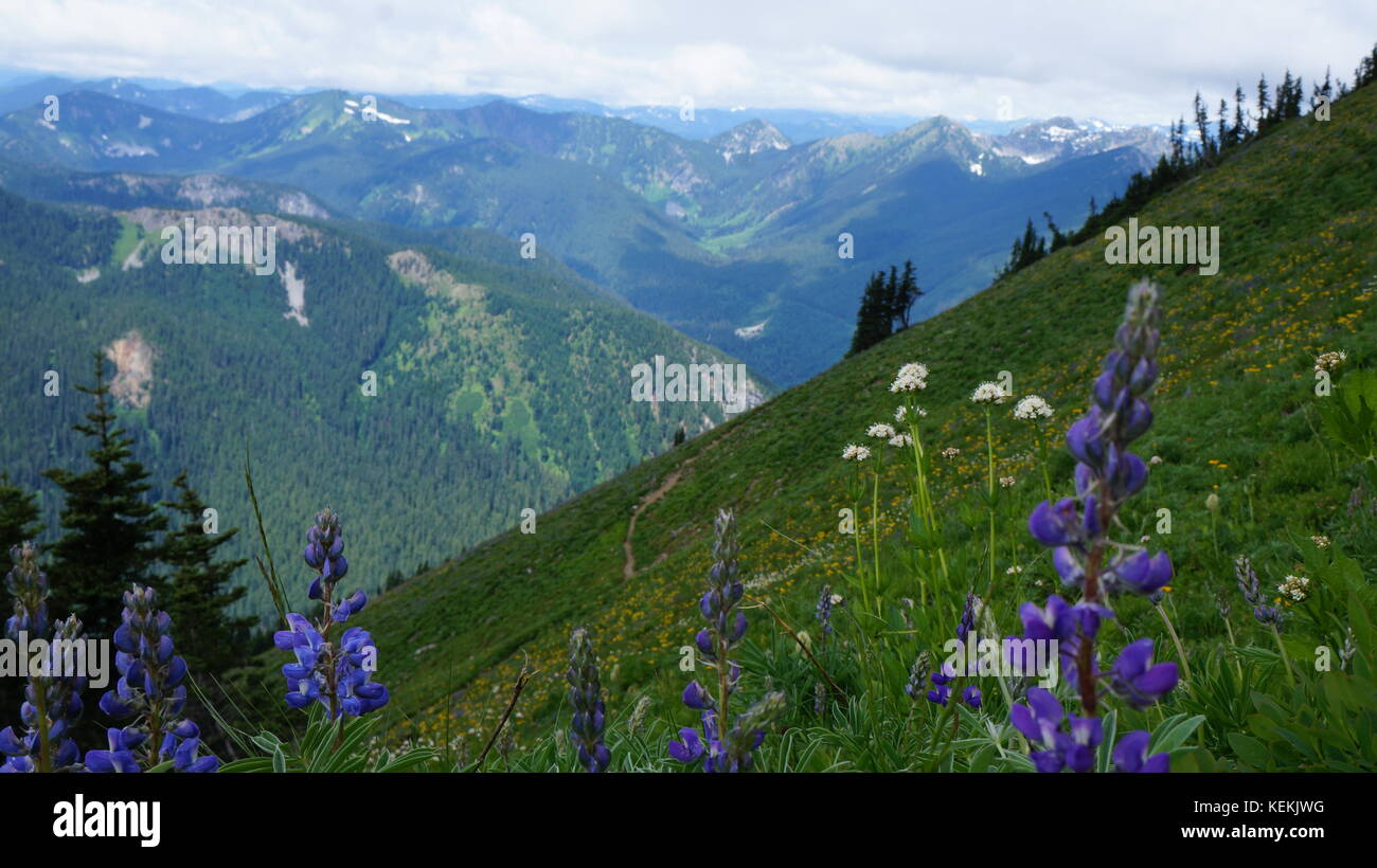 Exploring Washington State, the Great Pacific Northwest Stock Photo - Alamy