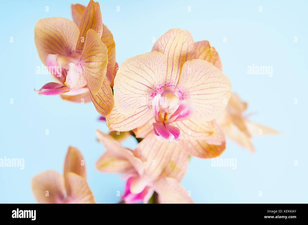 bright Orchid flowers Stock Photo - Alamy