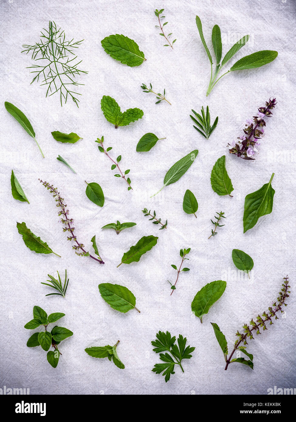Various fresh herbs from the garden holy basil flower, basil flower ...