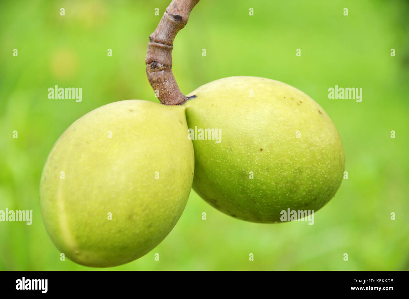 Suicide tree, Pong-pong, Othalanga. Cerbera odollam tropical plant ...