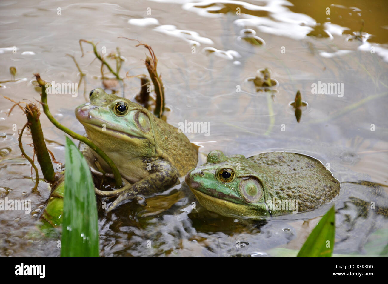 Bull frogs hi-res stock photography and images - Alamy