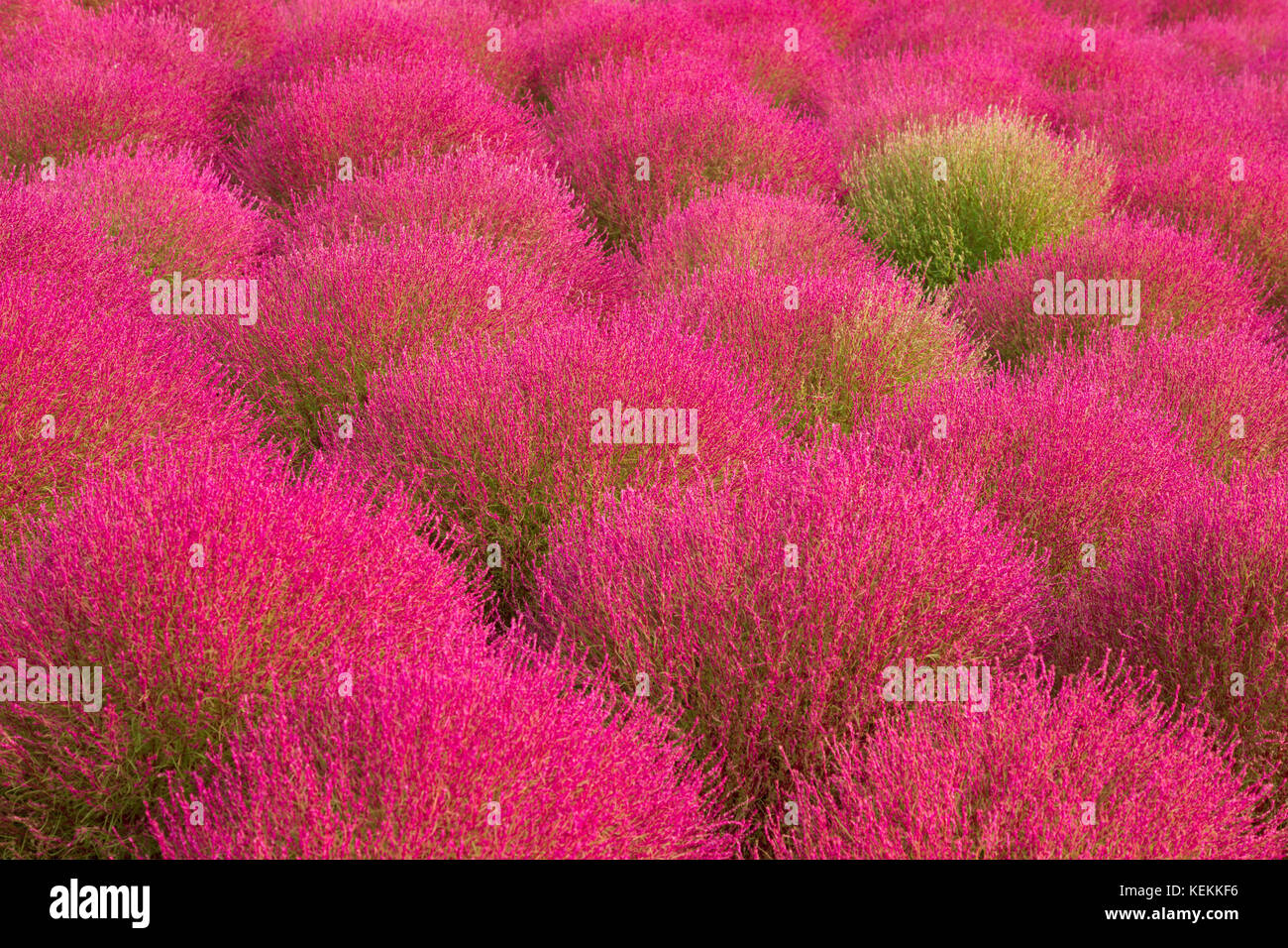 beautiful kochia are changing color in autumn season at Hitachi Seaside ...