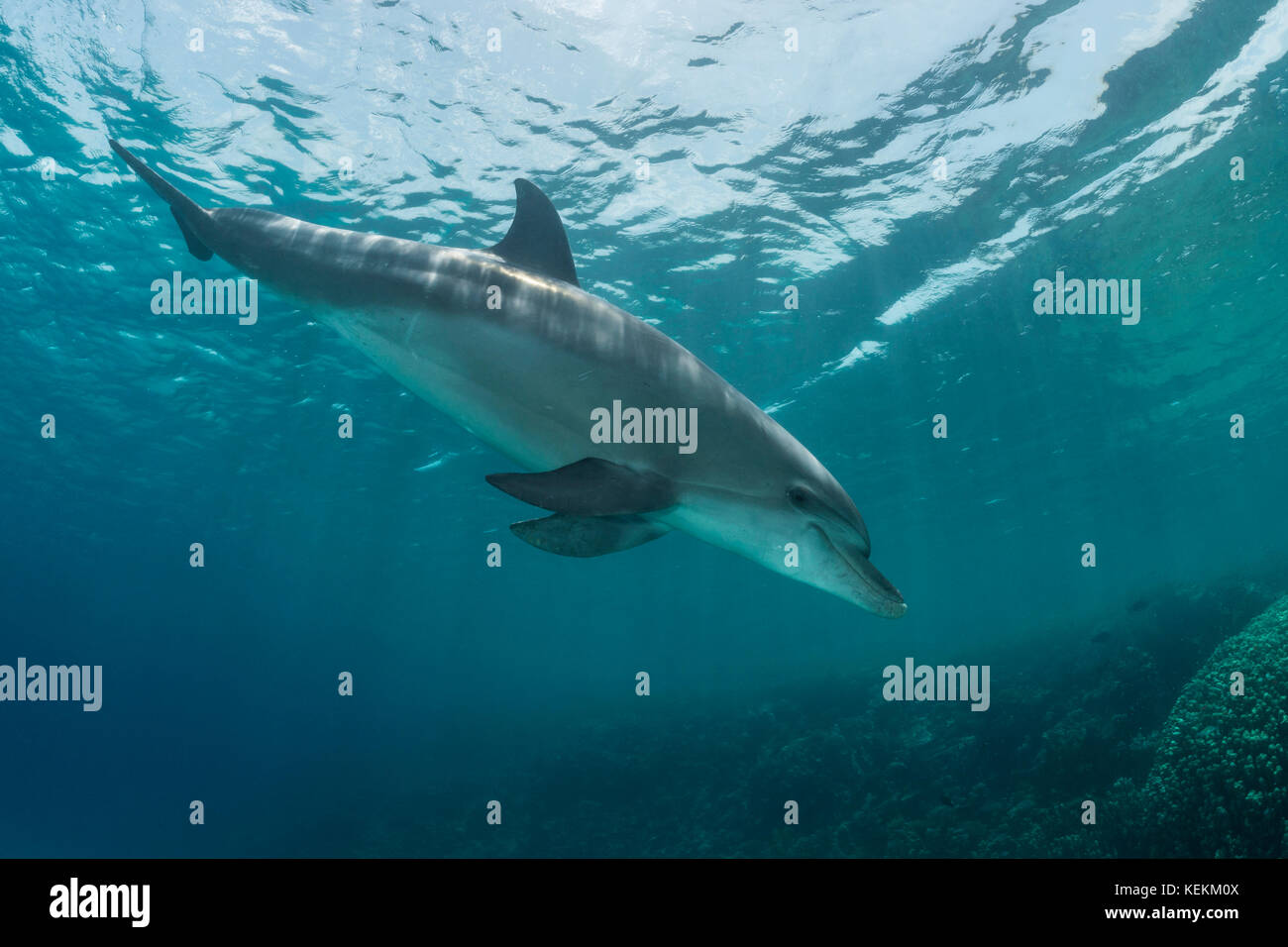Indian Ocean Bottlenose Dolphin High Resolution Stock Photography and ...