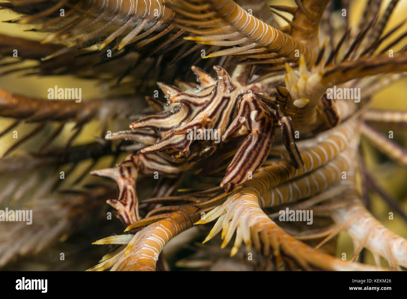 Feather Star Crab, Tiaramedon spinosus, Marsa Alam, Red Sea, Egypt ...
