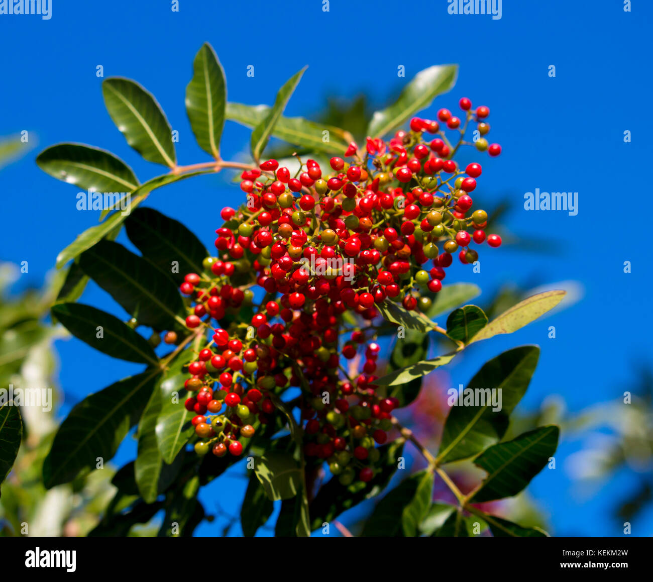Japanese sansho pepper High Resolution Stock Photography and Images - Alamy