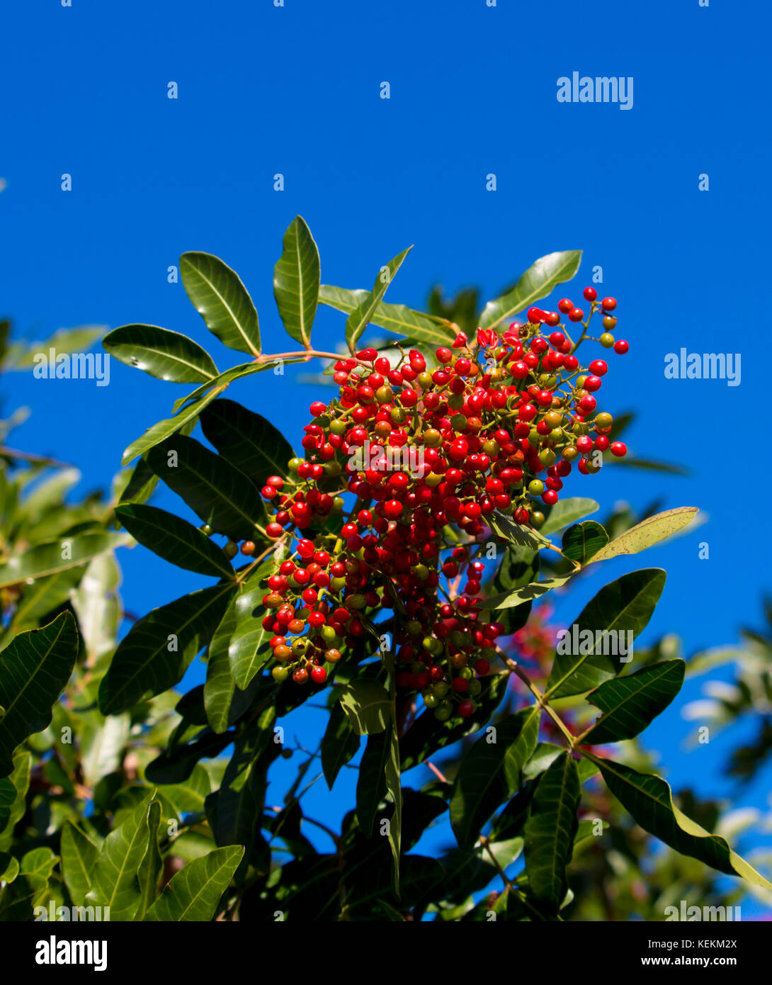 Sichuan Pepper Tree High Resolution Stock Photography and Images - Alamy