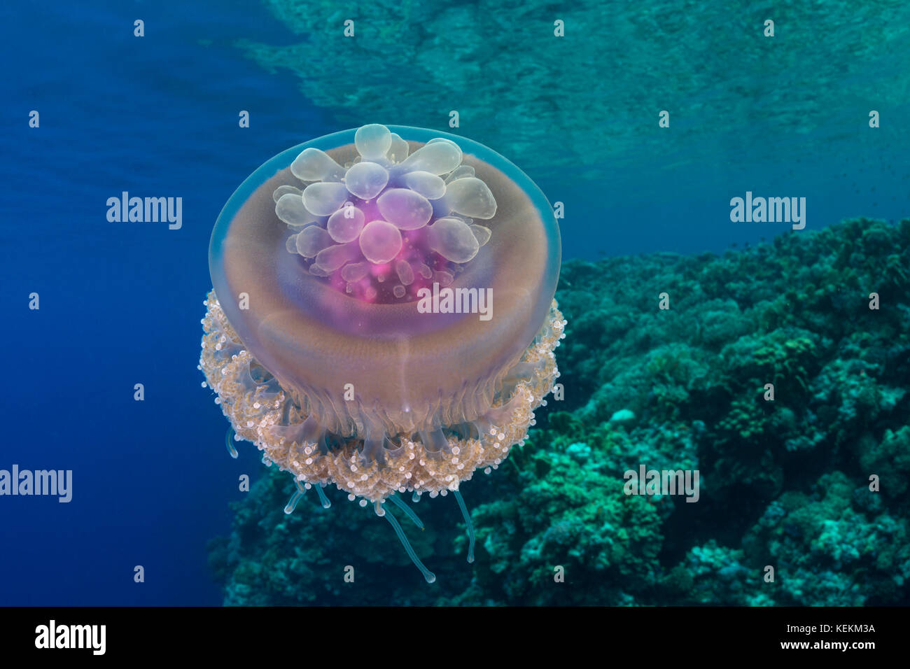 Cauliflower Jellyfish, Cephea cephea, Marsa Alam, Red Sea, Egypt Stock ...