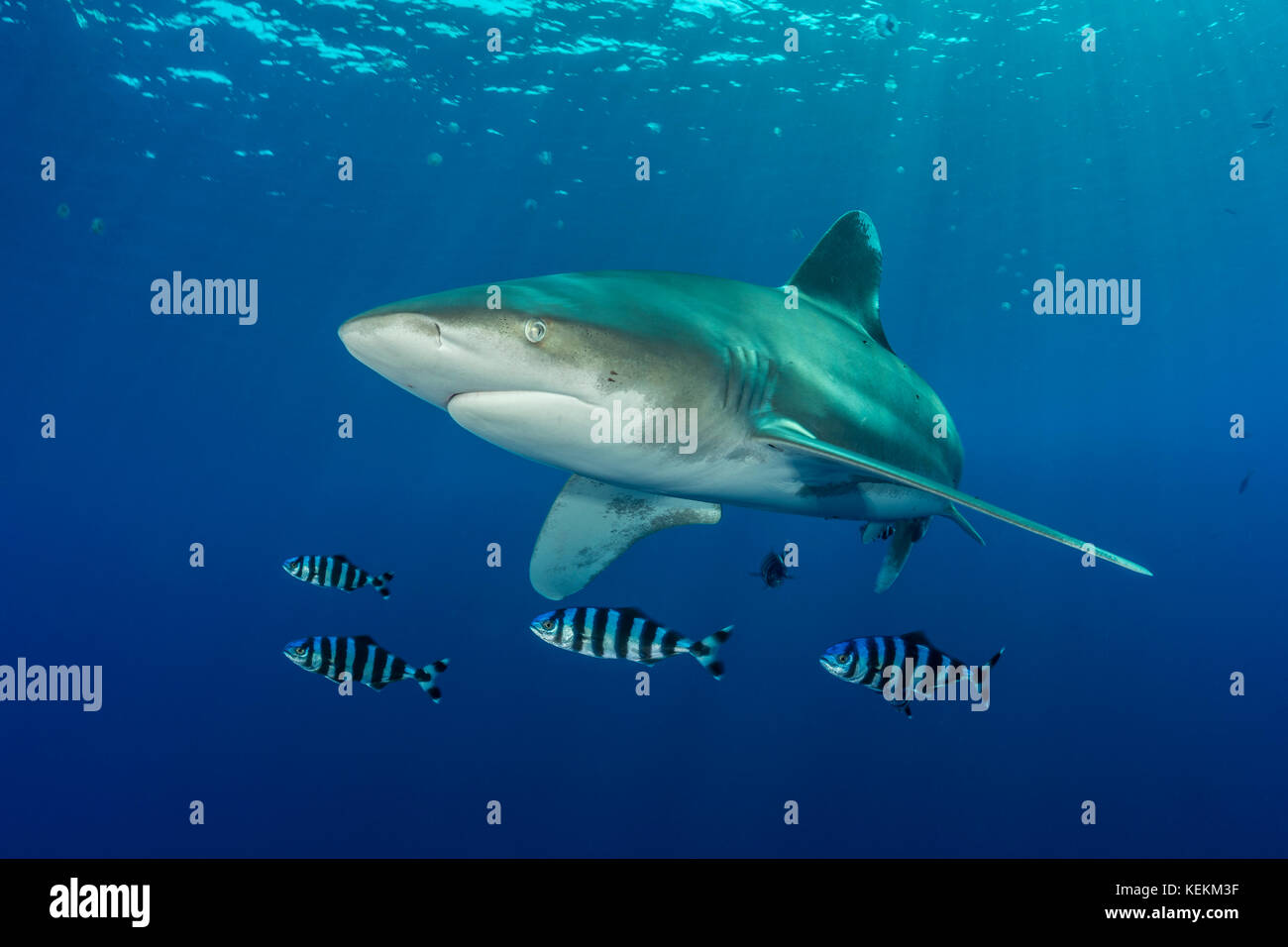 Shark reef red sea hi-res stock photography and images - Alamy