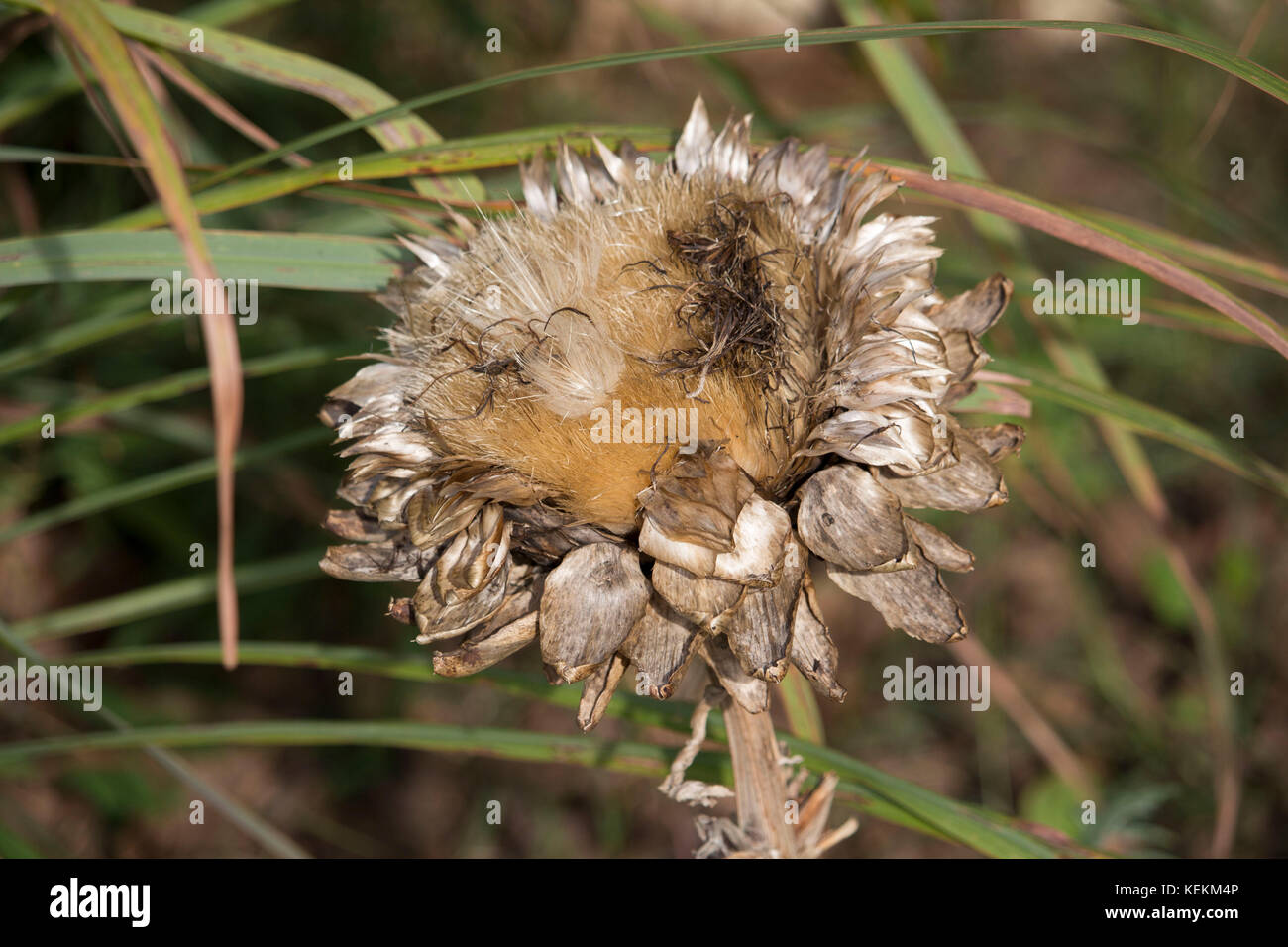 Seed heads of globe artichoke (Cynara cardunculus var. scolymus) a ...