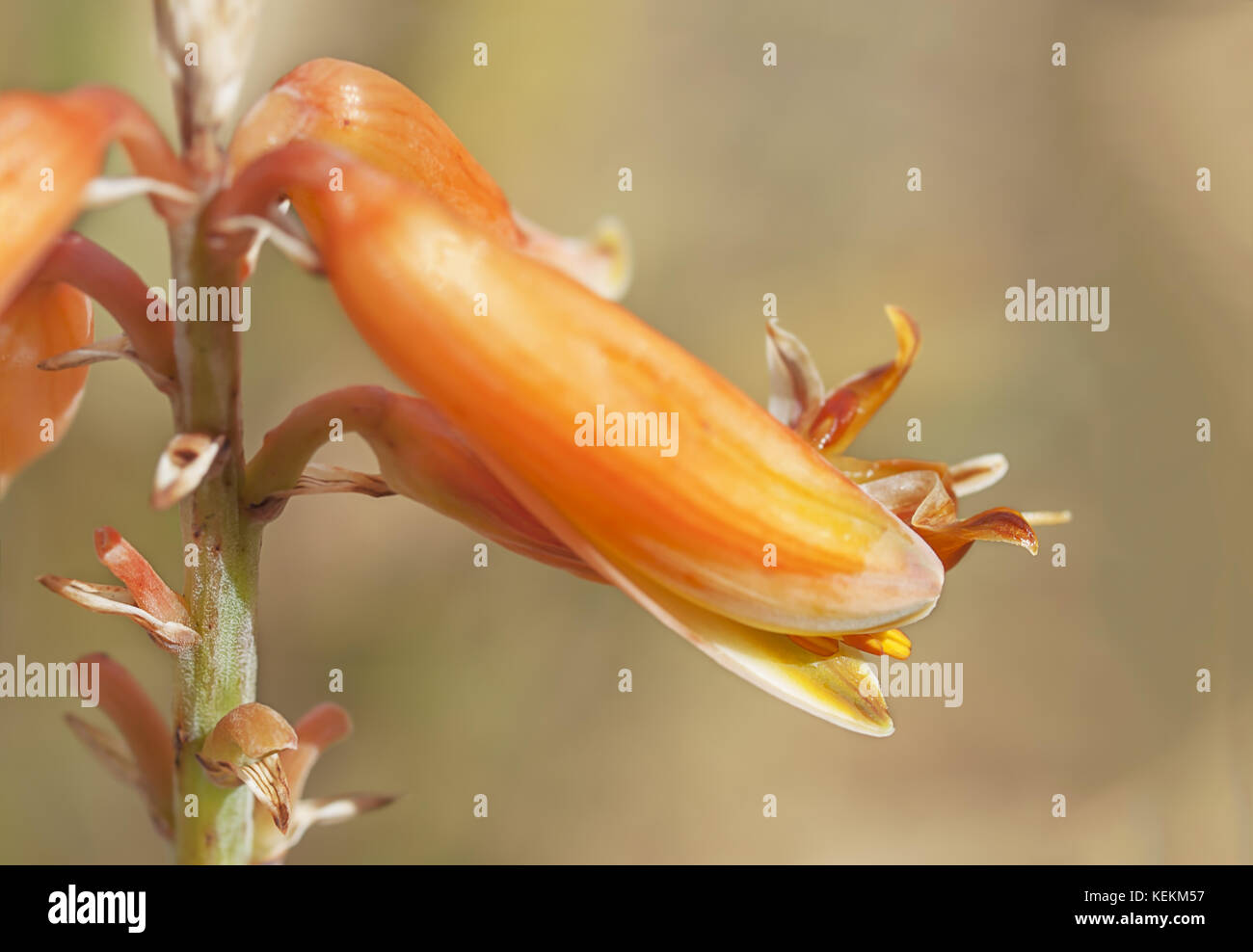 Aloe vera flower hi-res stock photography and images - Alamy