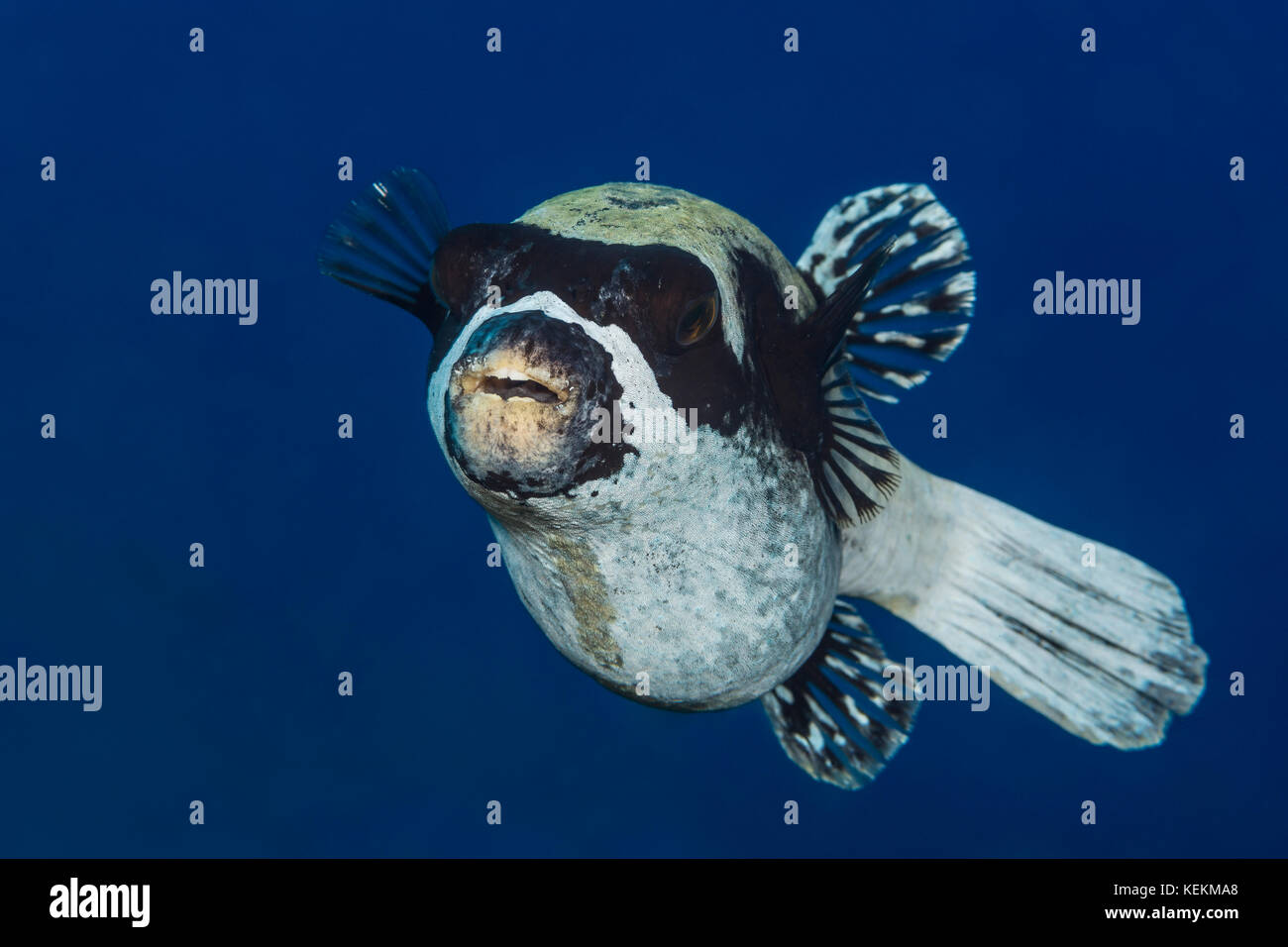 Masked Puffer, Arothron diadematus, Marsa Alam, Red Sea, Egypt Stock ...