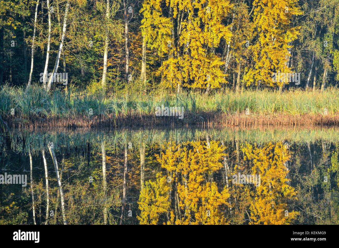 Beautiful autumn landscape. Pond and colorful trees in the forest Stock ...
