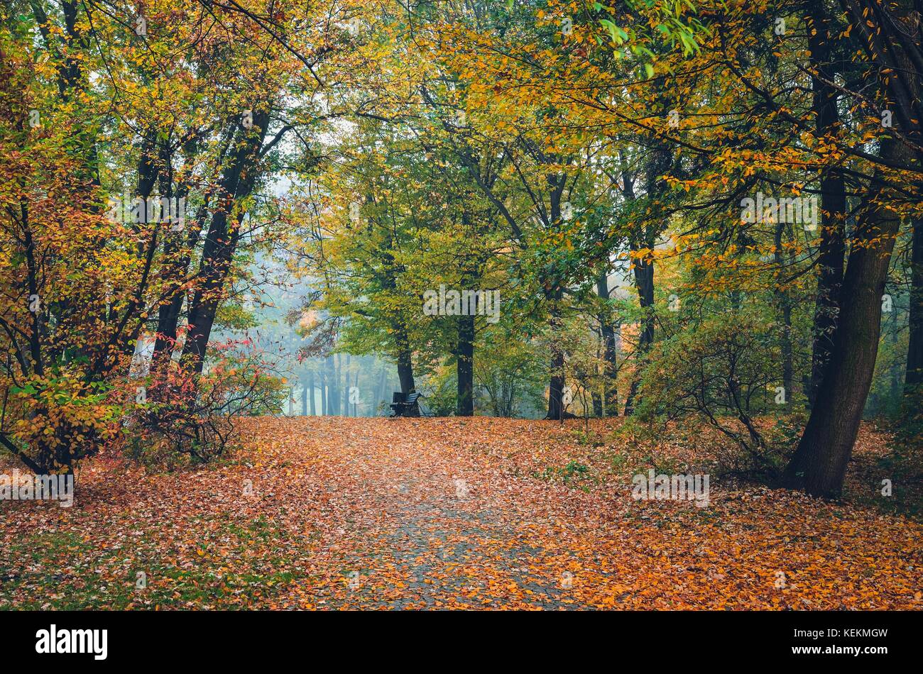 Beautiful autumn nature. Walkway with autumn colored leaves in the park ...