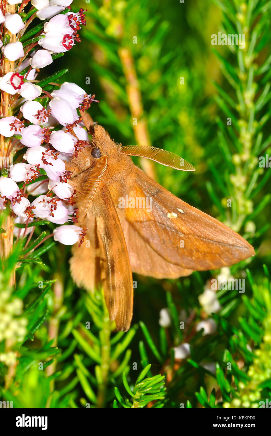 Drinker moth, Euthrix potatoria (male Stock Photo - Alamy