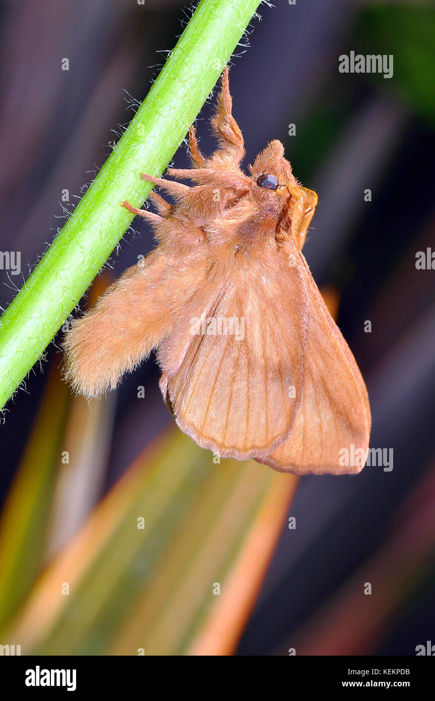 Drinker moth, Euthrix potatoria (male drying wings Stock Photo - Alamy
