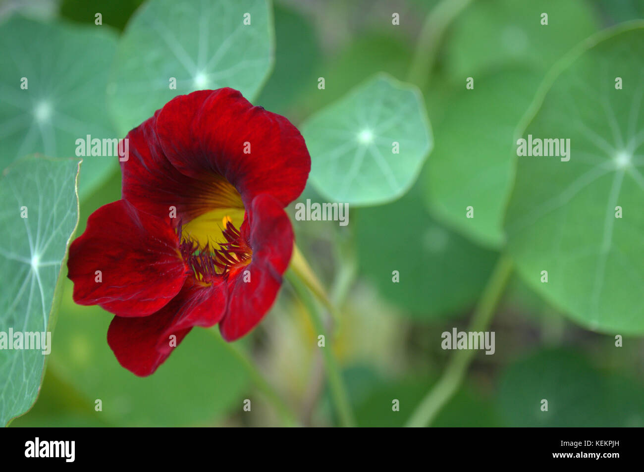 Little red flower hi-res stock photography and images - Alamy