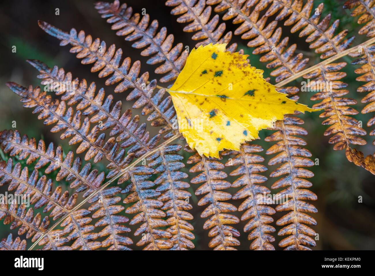 Bracken leaf hi-res stock photography and images - Alamy
