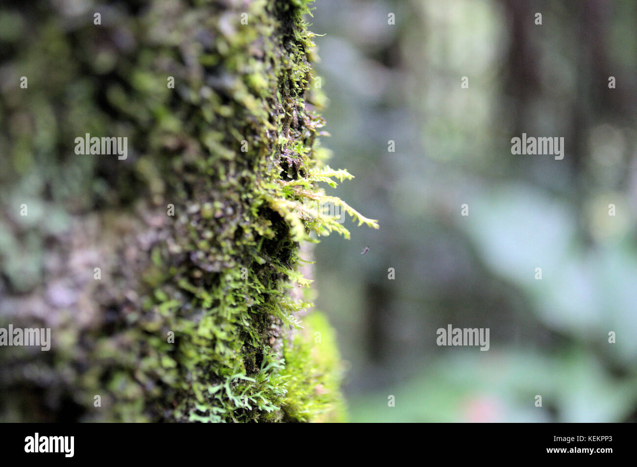 Algae on trees hi-res stock photography and images - Alamy