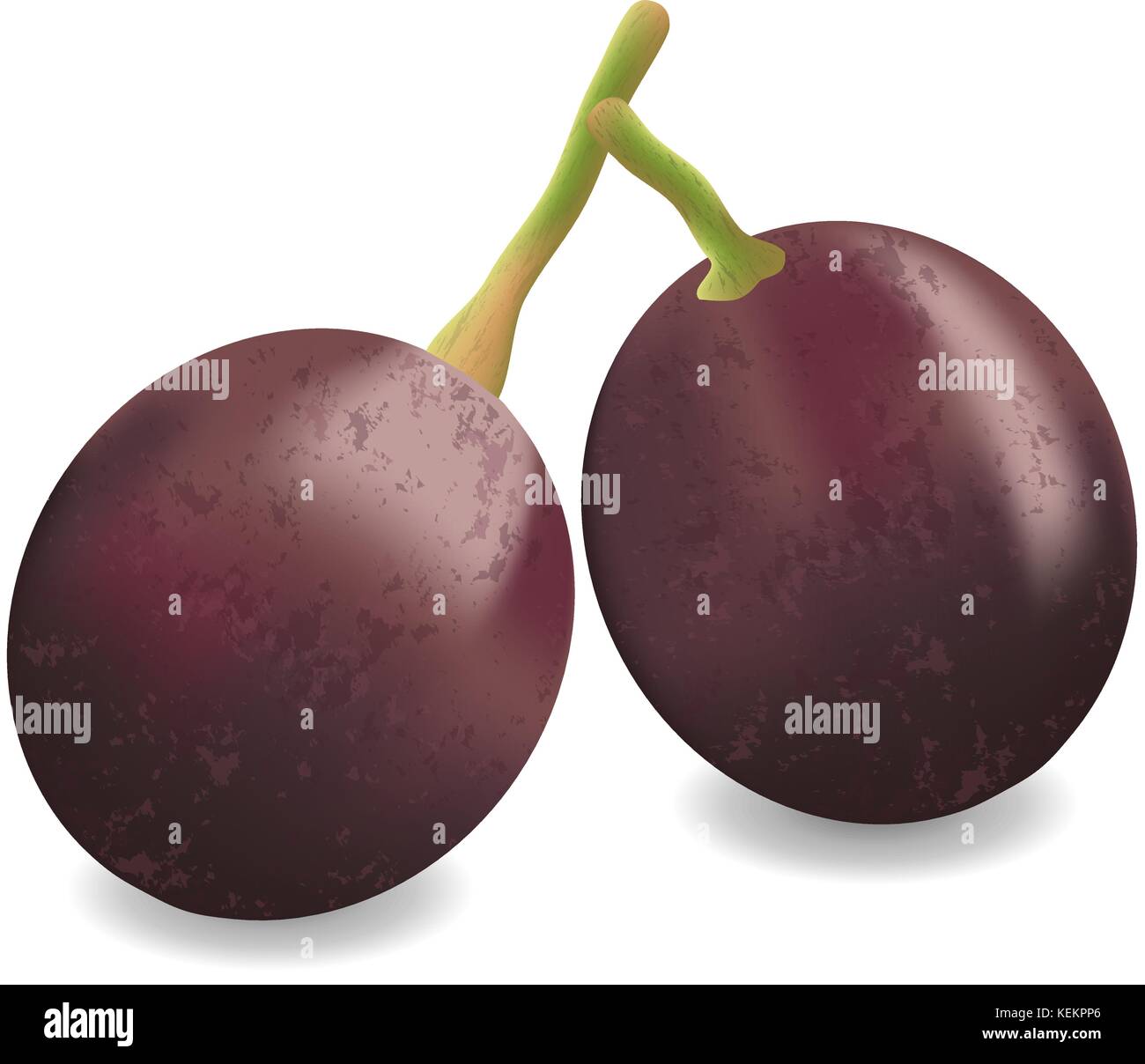 Object fruit grapes vines, vector Stock Vector Image & Art - Alamy