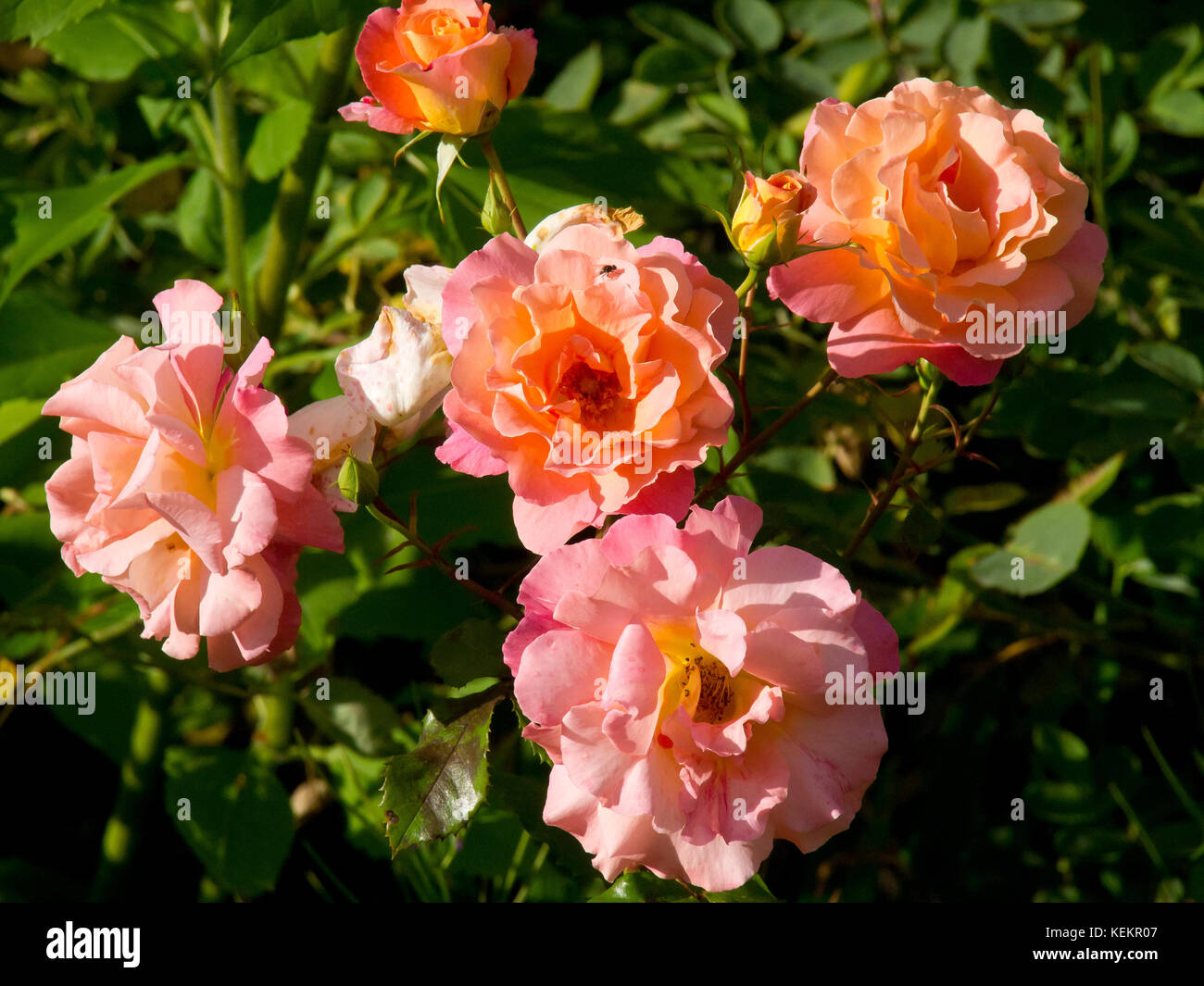 Molde in norway Stock Photo - Alamy