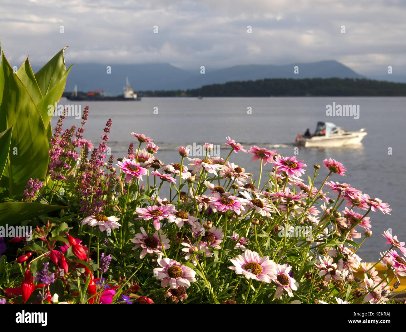 Molde flowers hi-res stock photography and images - Alamy