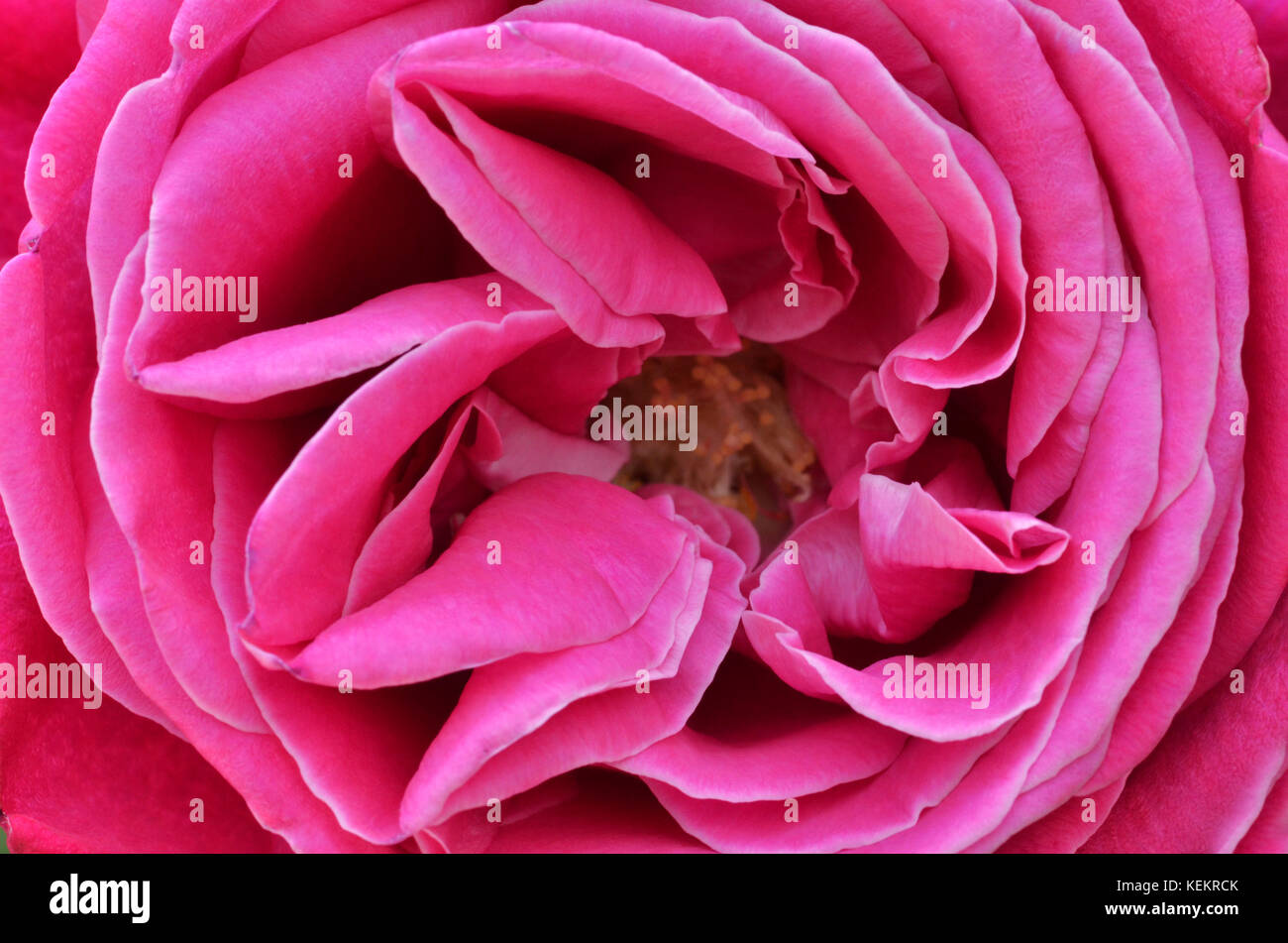 Beautiful pink rose closeup in circular pattern Stock Photo - Alamy