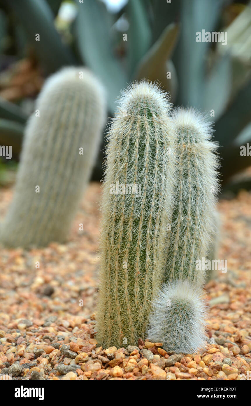Cleistocactus strausii is a perennial cactus of the family Cactaceae ...