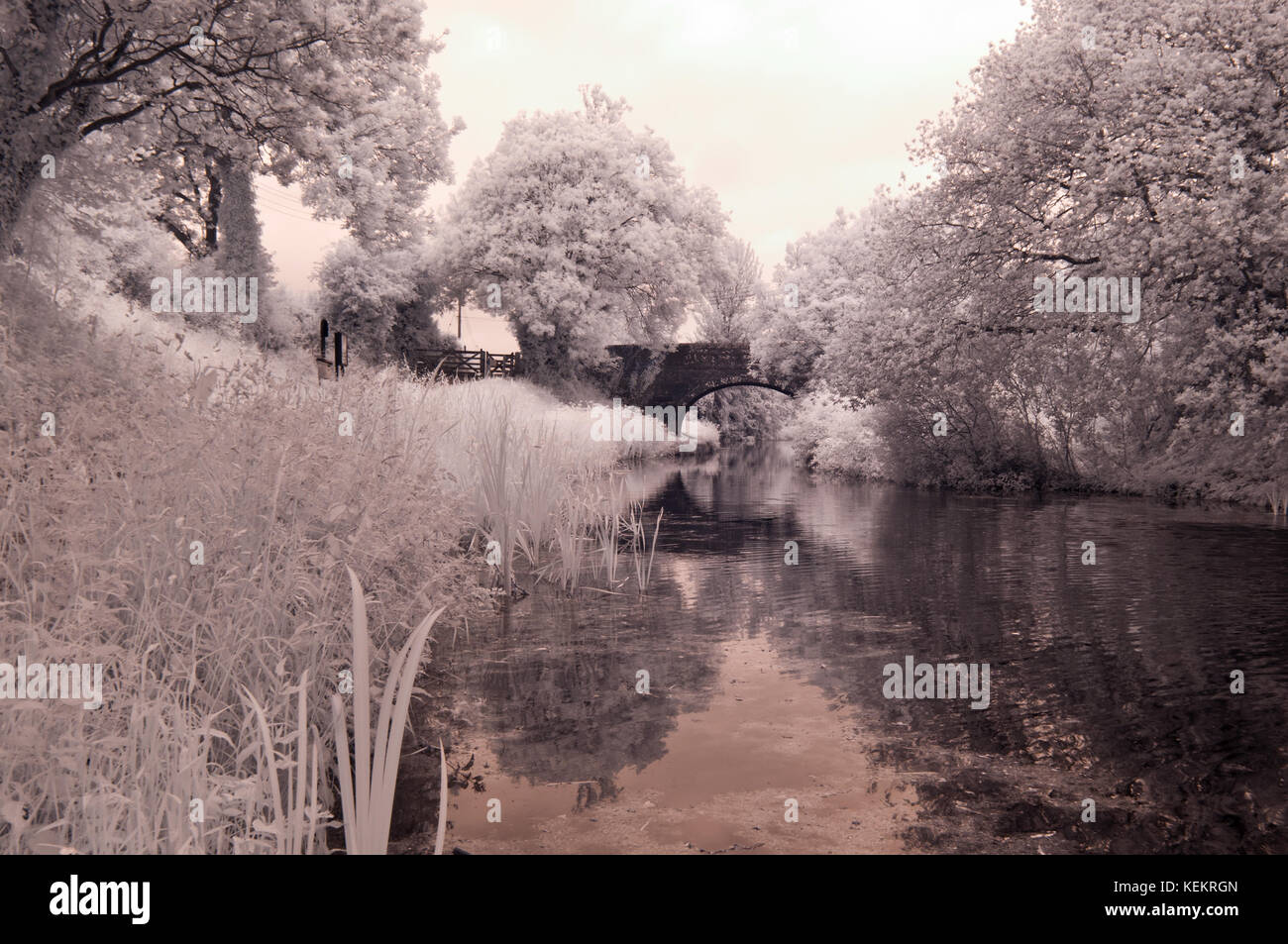 infrared image of Crownhill Bridge and the Grand Western Canal ...