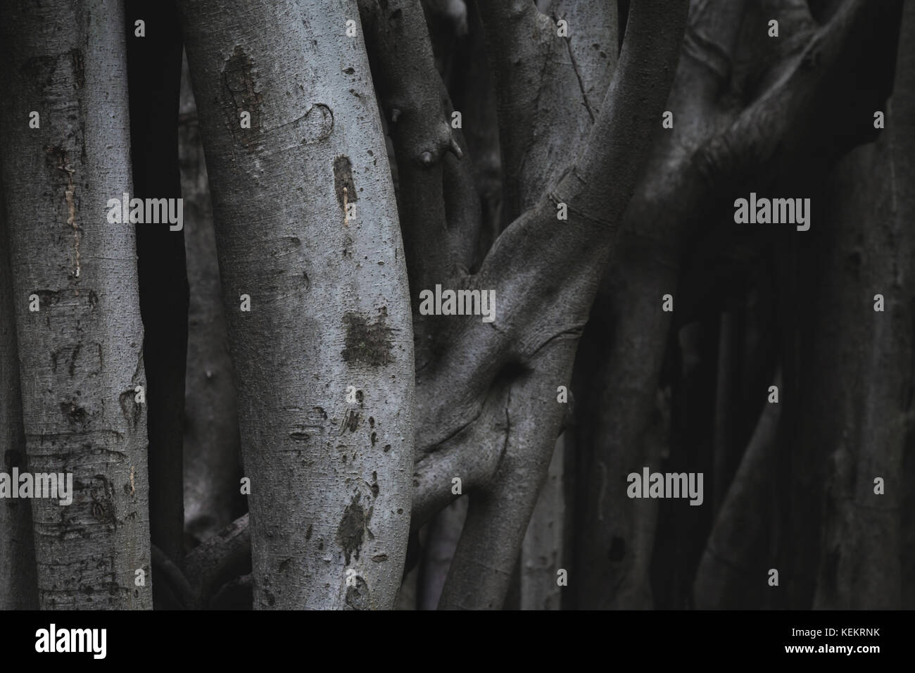 Spooky tree bark hi-res stock photography and images - Alamy