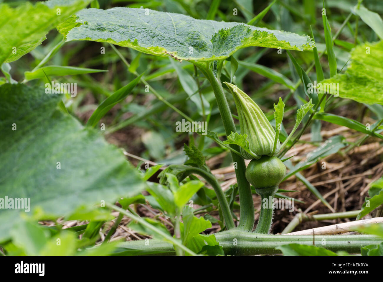 fresh young pumpkin bud and pumpkin flower growing in organic vegetable ...