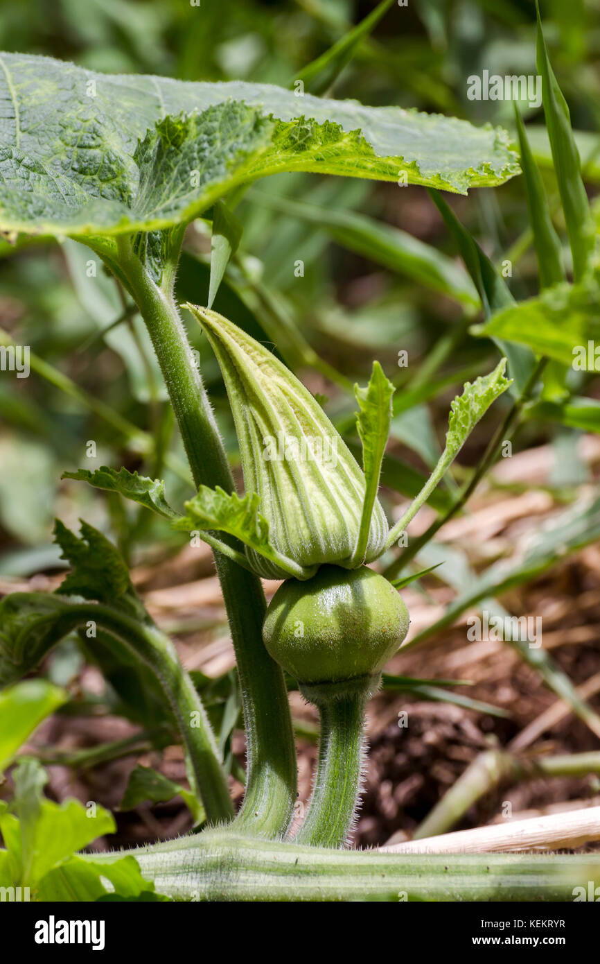 Pumpkin with floral stem hi-res stock photography and images - Alamy