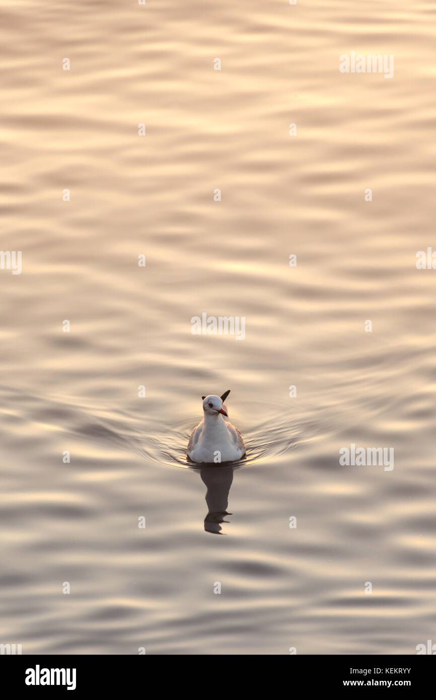 one seagull floating on ripple water surface with shadow reflection in ...