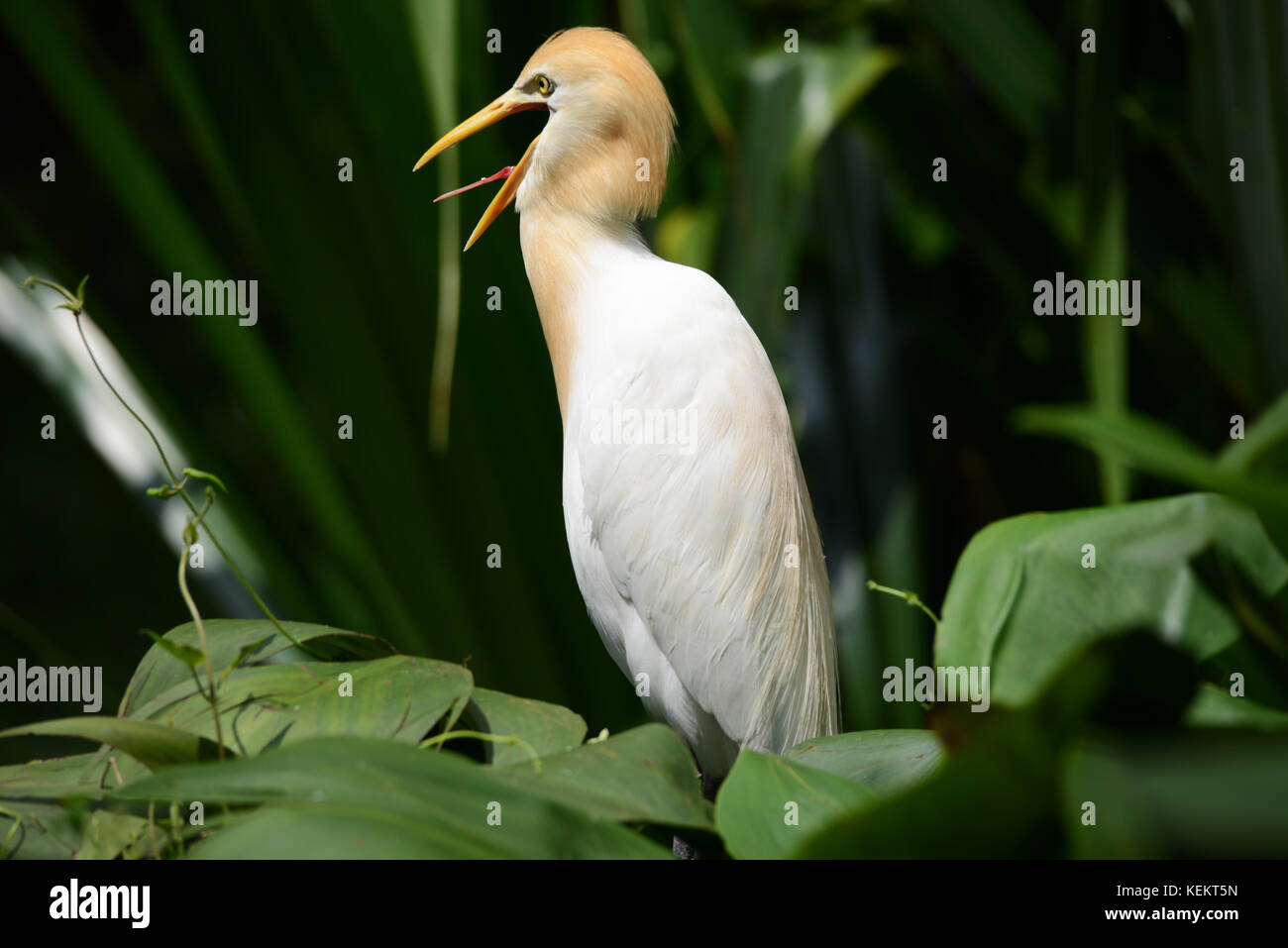 Squawk hi-res stock photography and images - Alamy